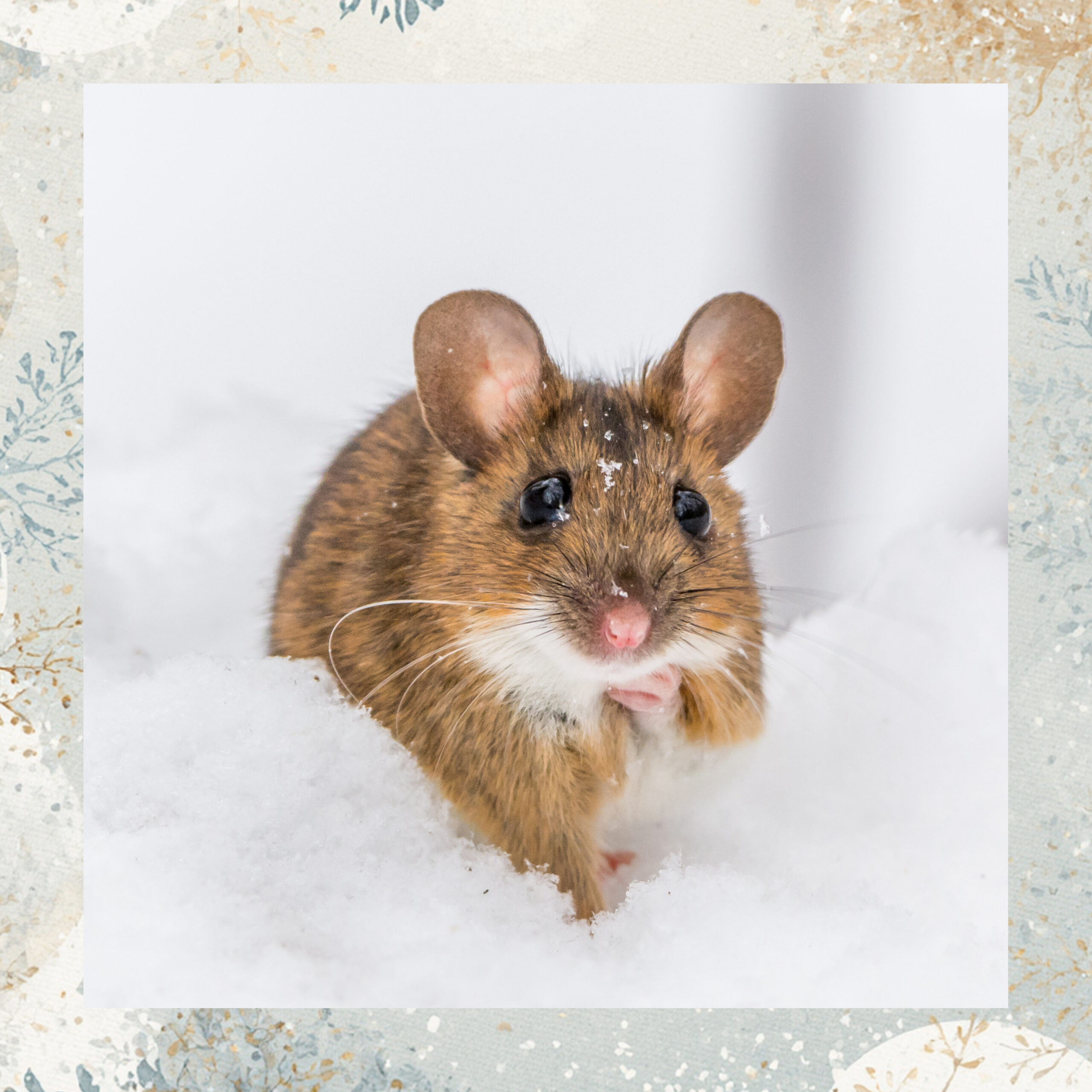 The Secret World Beneath The Snow | News, Sports, Jobs - Post Journal